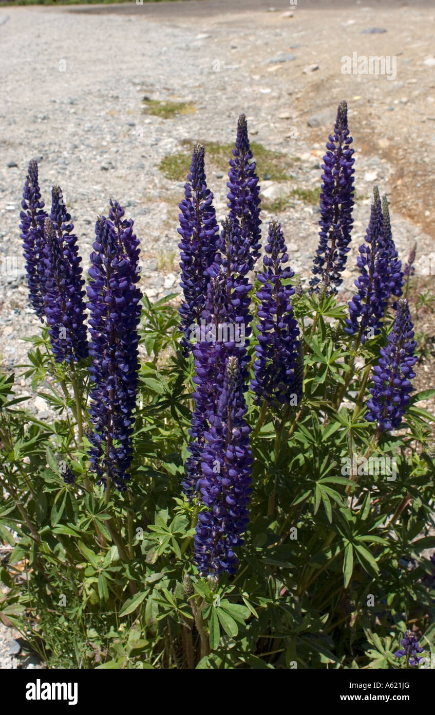 Big-leaf Lupine (Lupus polyphyllus) flowering, introduced invasive ...