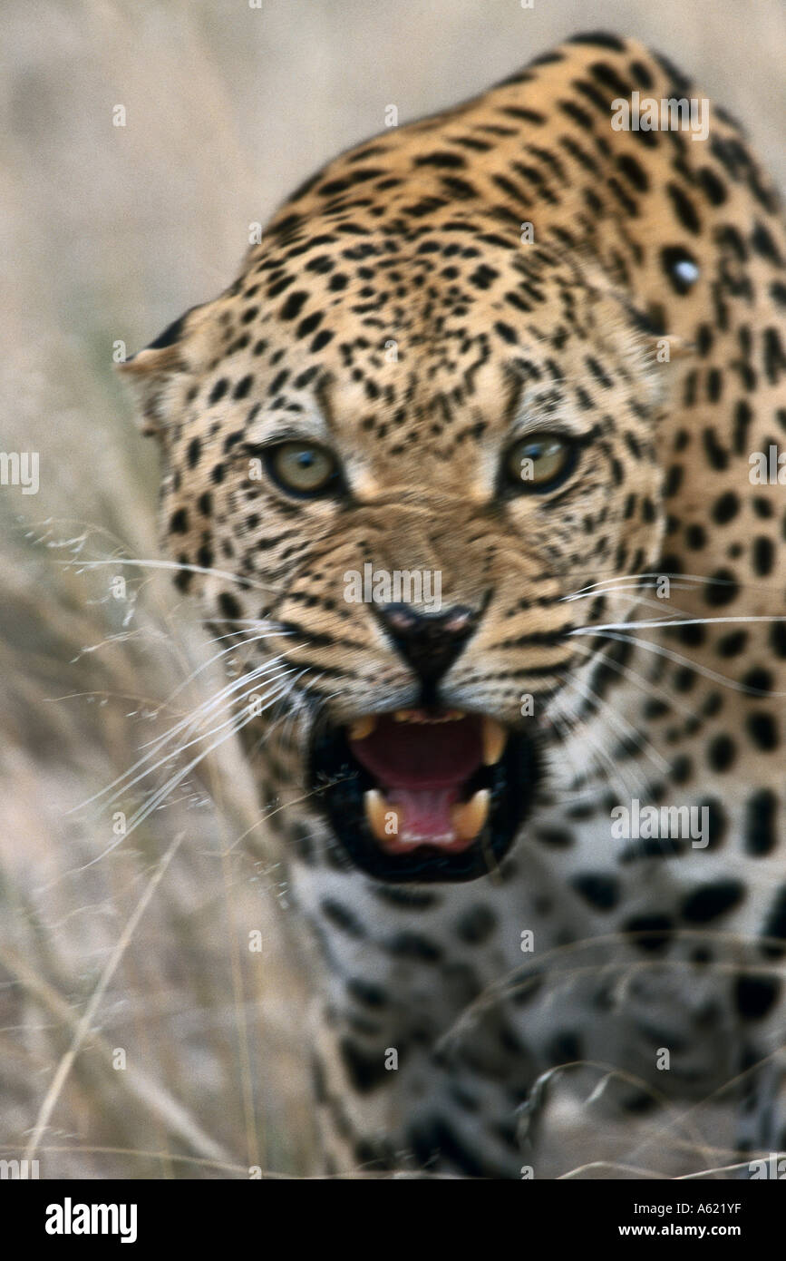 Close-up of leopard (Panthera pardus) snarling Stock Photo - Alamy