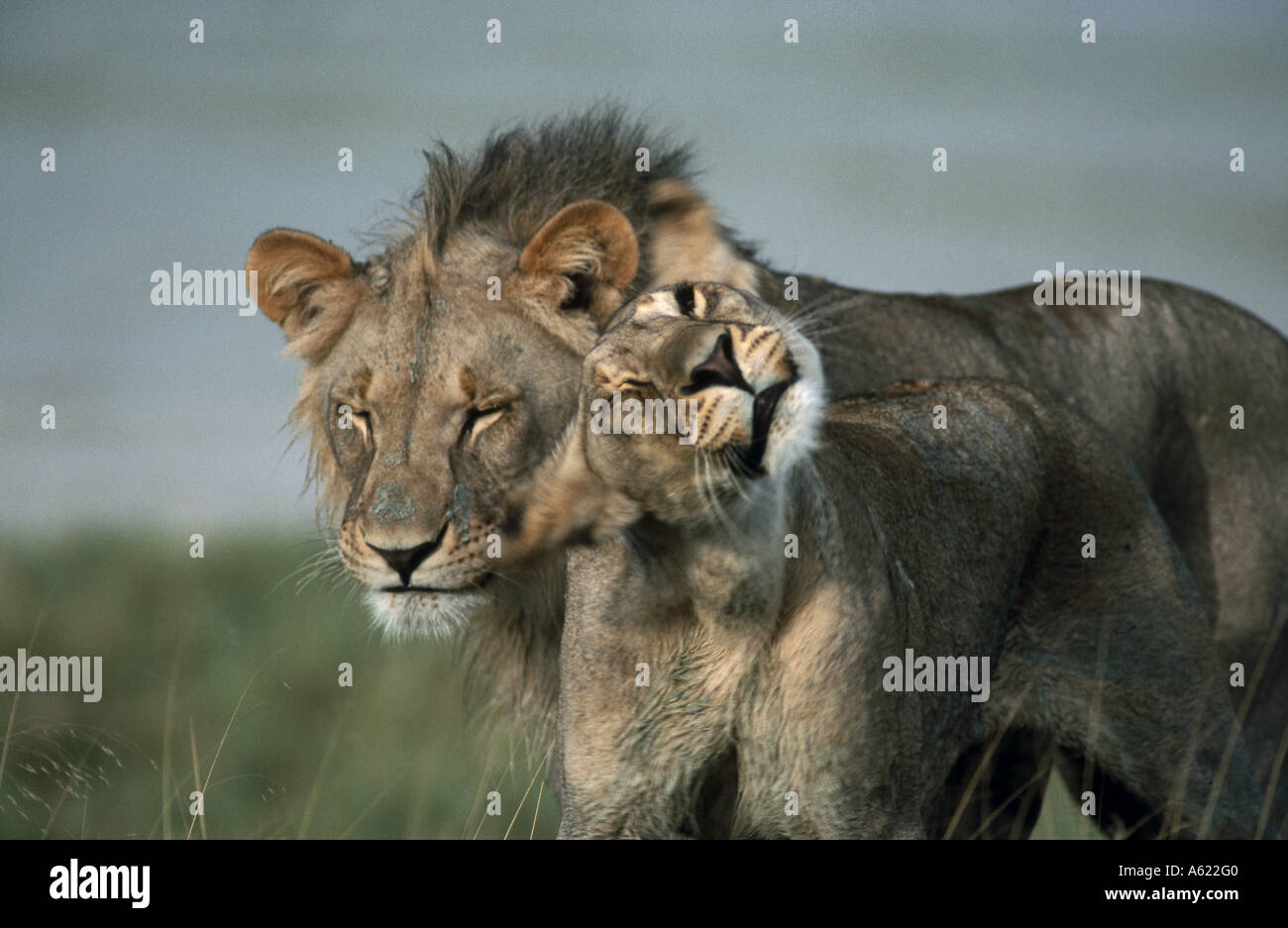 Lion Hugs And Kisses Woman