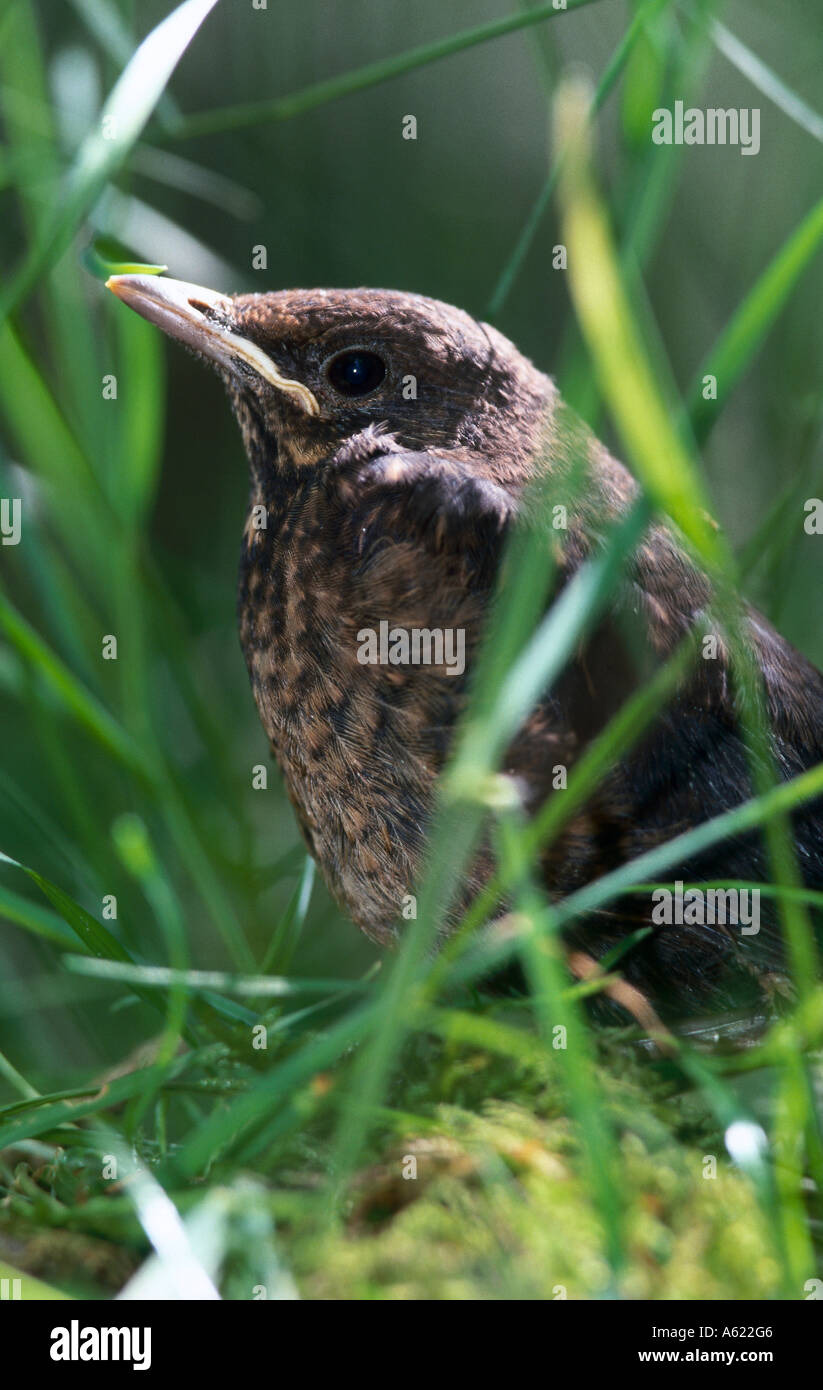 True thrushes hi-res stock photography and images - Alamy
