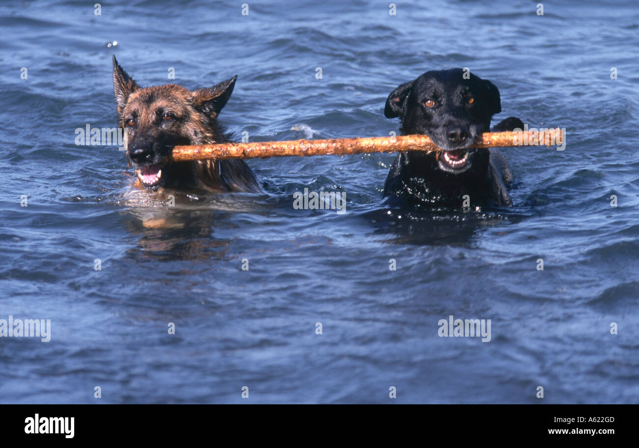 Two dogs swimming stick hi-res stock photography and images - Alamy