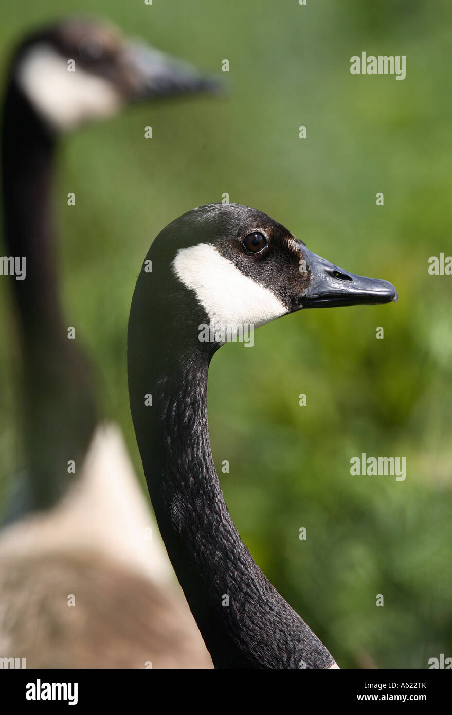 Bay geese hi-res stock photography and images - Alamy