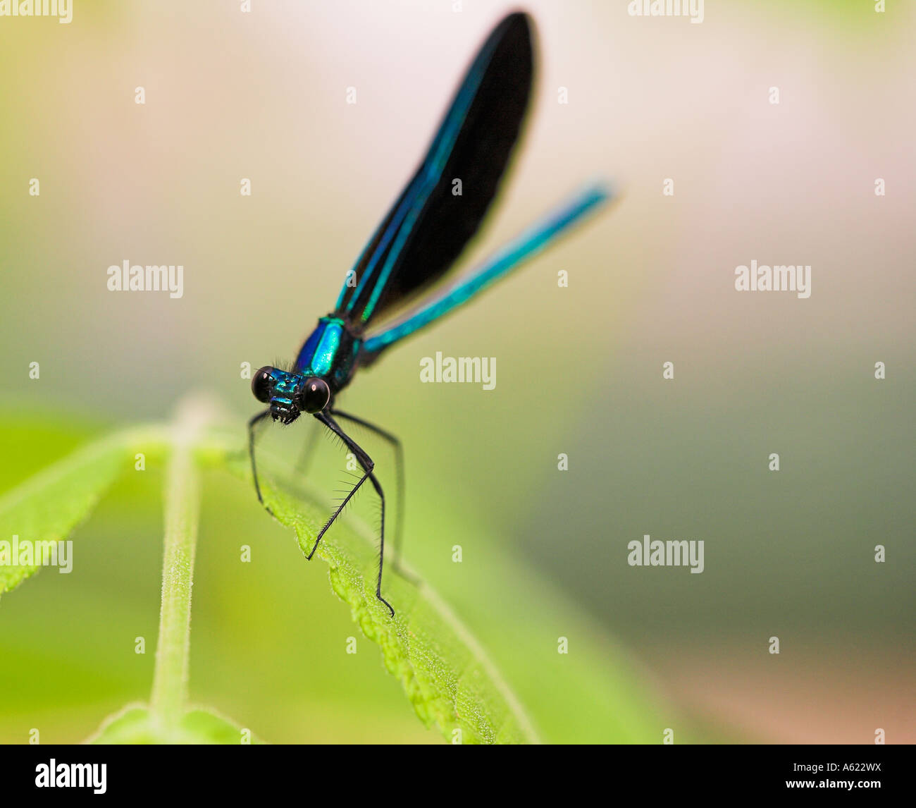 Black winged damselfly Stock Photo - Alamy