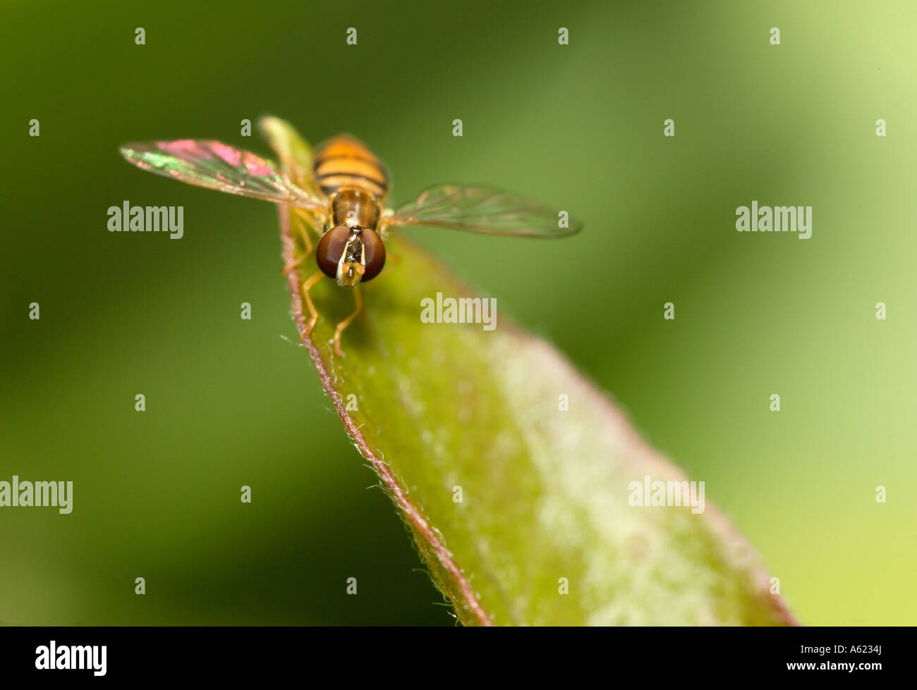 Flower_fly hi-res stock photography and images - Alamy