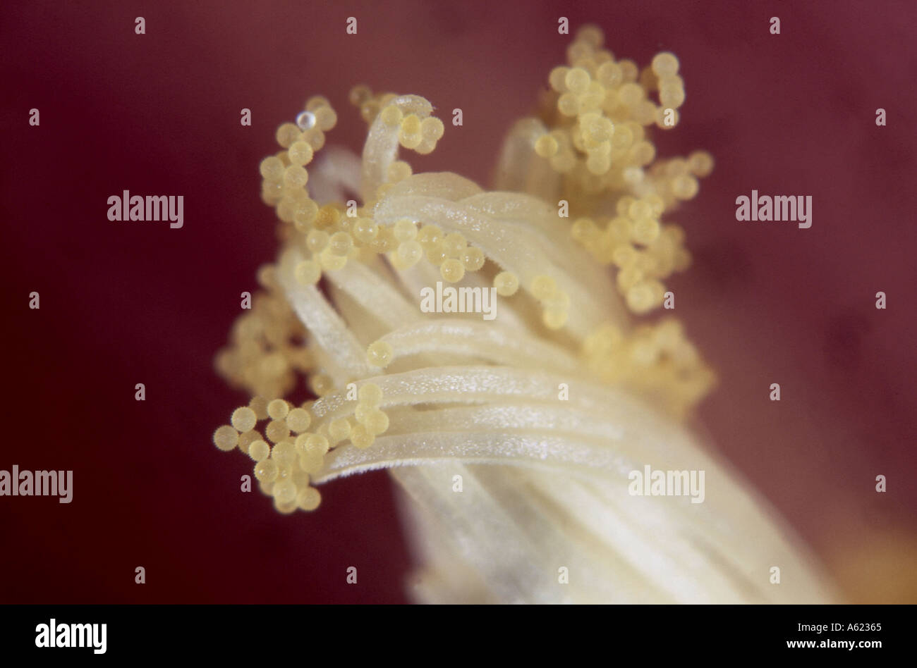 Sticky pollen pollen grains hi-res stock photography and images - Alamy
