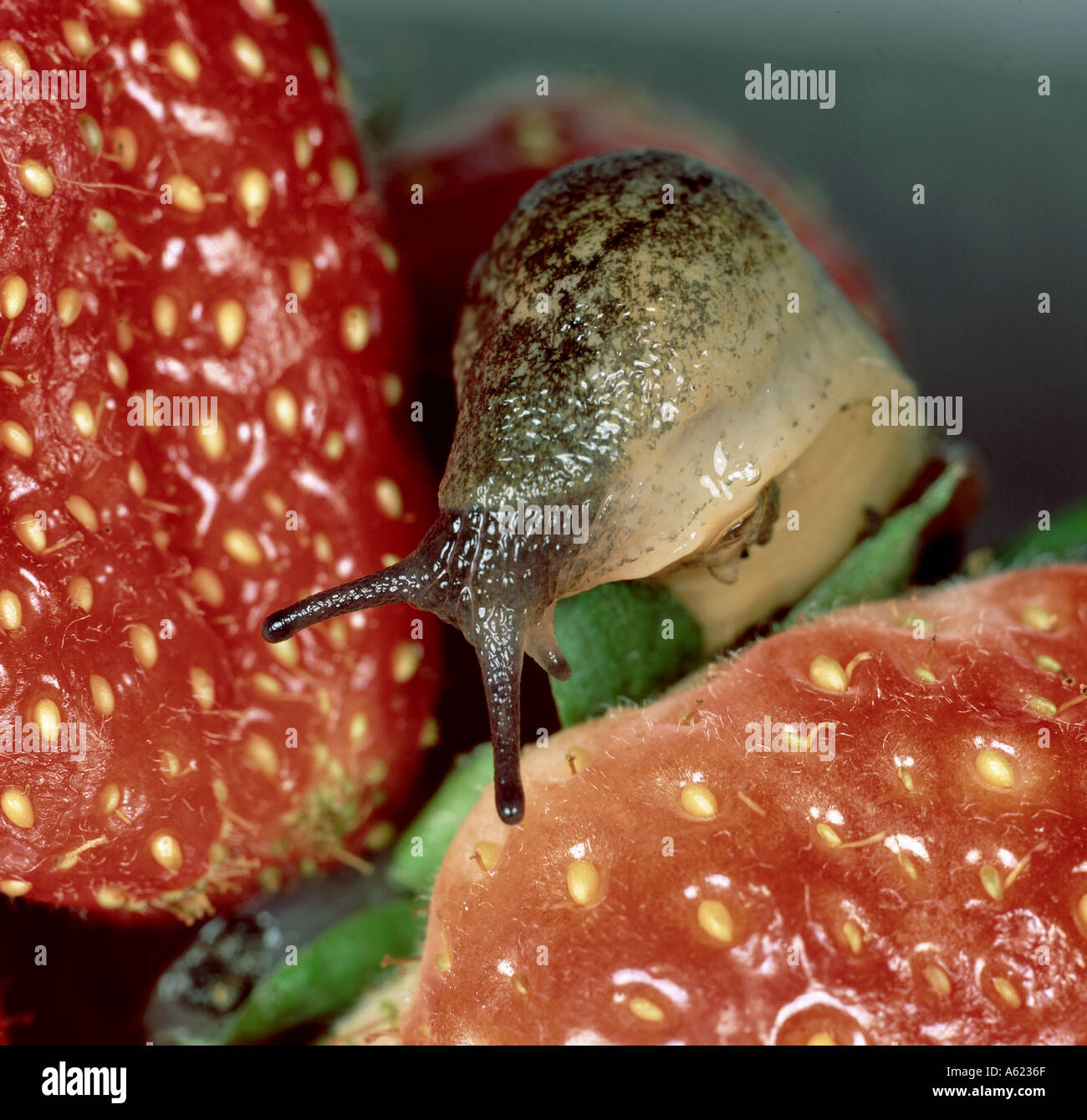 Keeled slug Tandonia budapestensis on strawberry fruit Stock Photo - Alamy