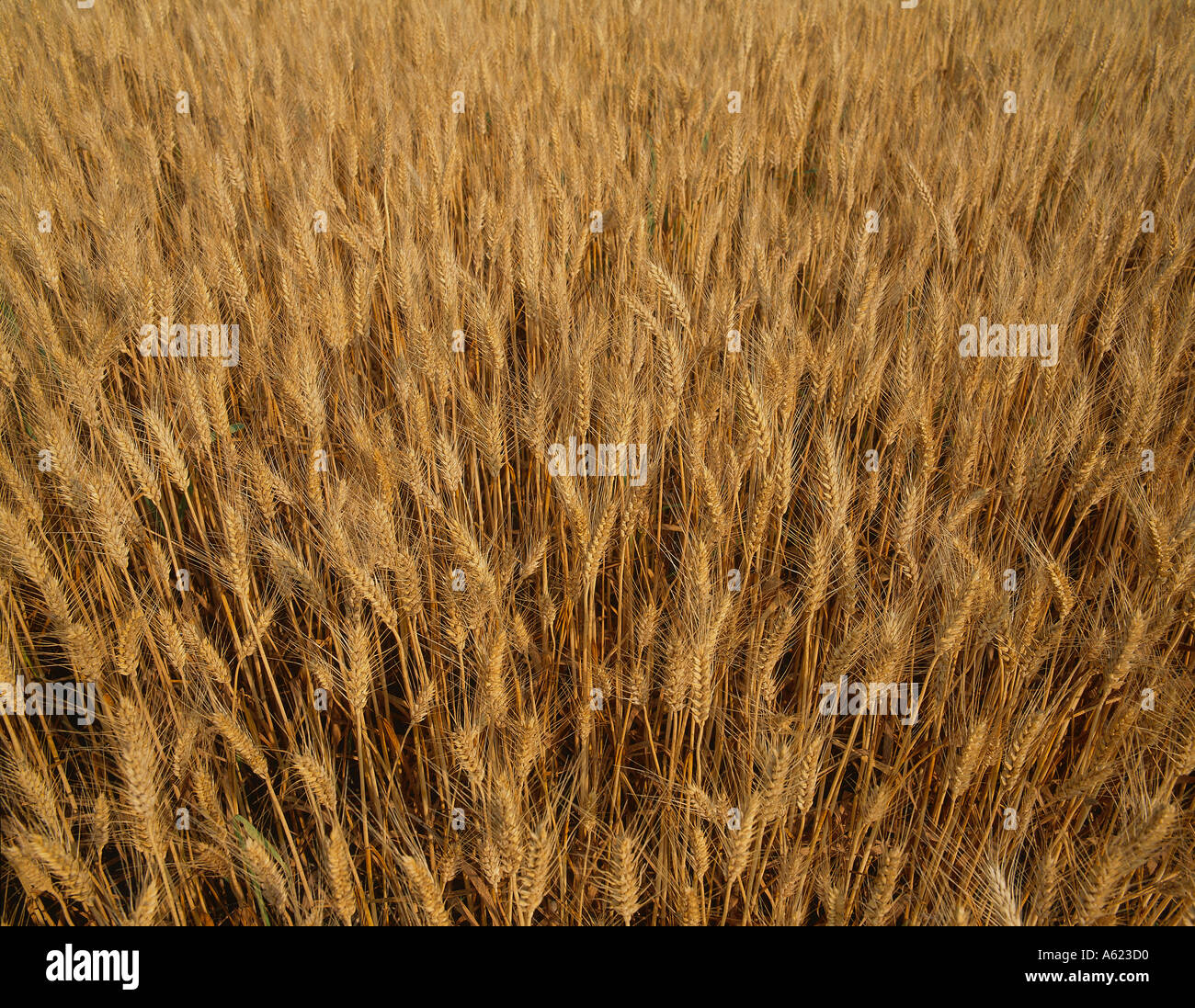 AGRICULTURE General Crops Field of ripe barley Stock Photo - Alamy