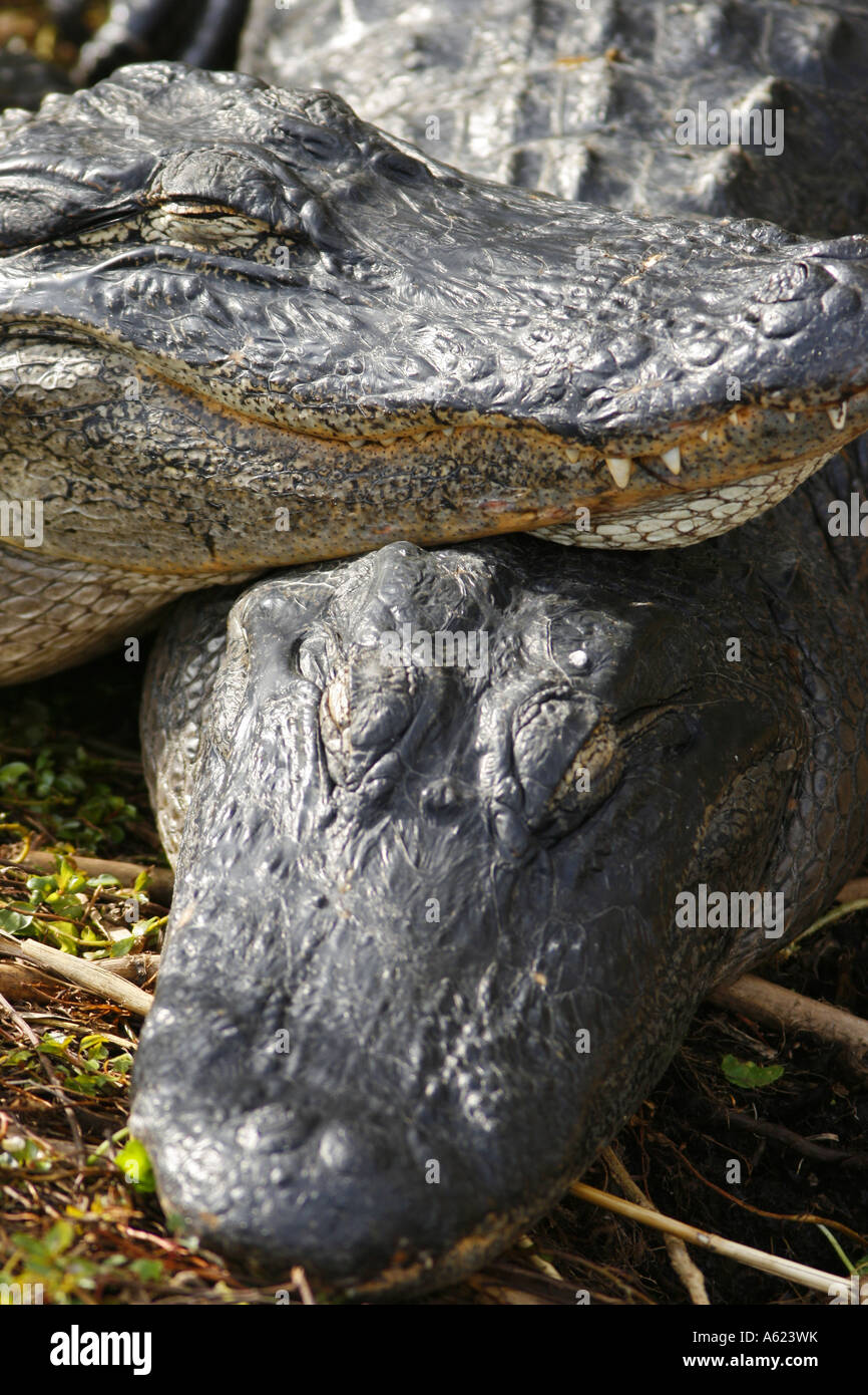 Sleeping alligators hi-res stock photography and images - Alamy
