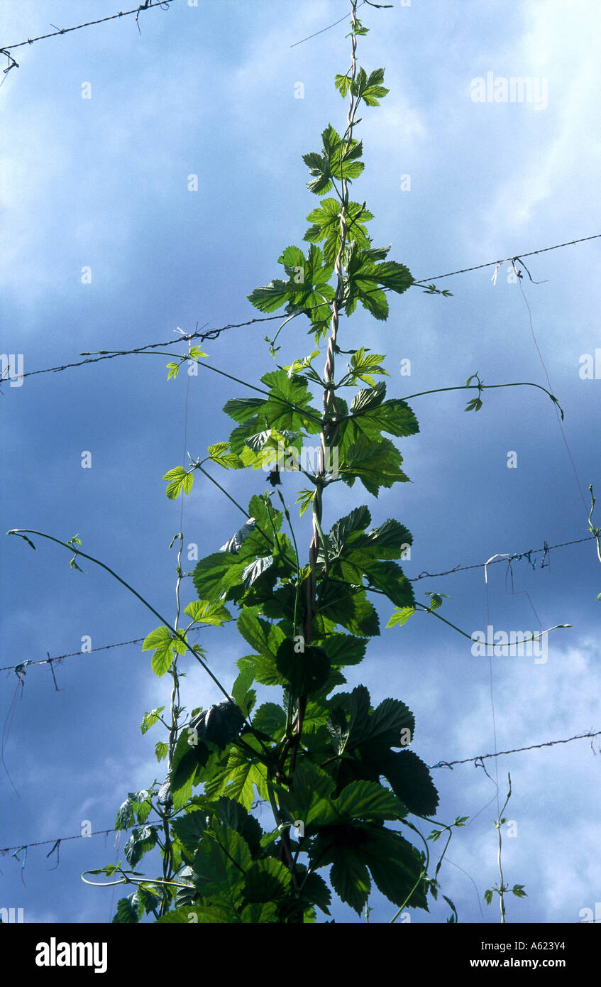 Common hop (Humulus lupulus) plant growing in field, Holledau, Bavaria ...