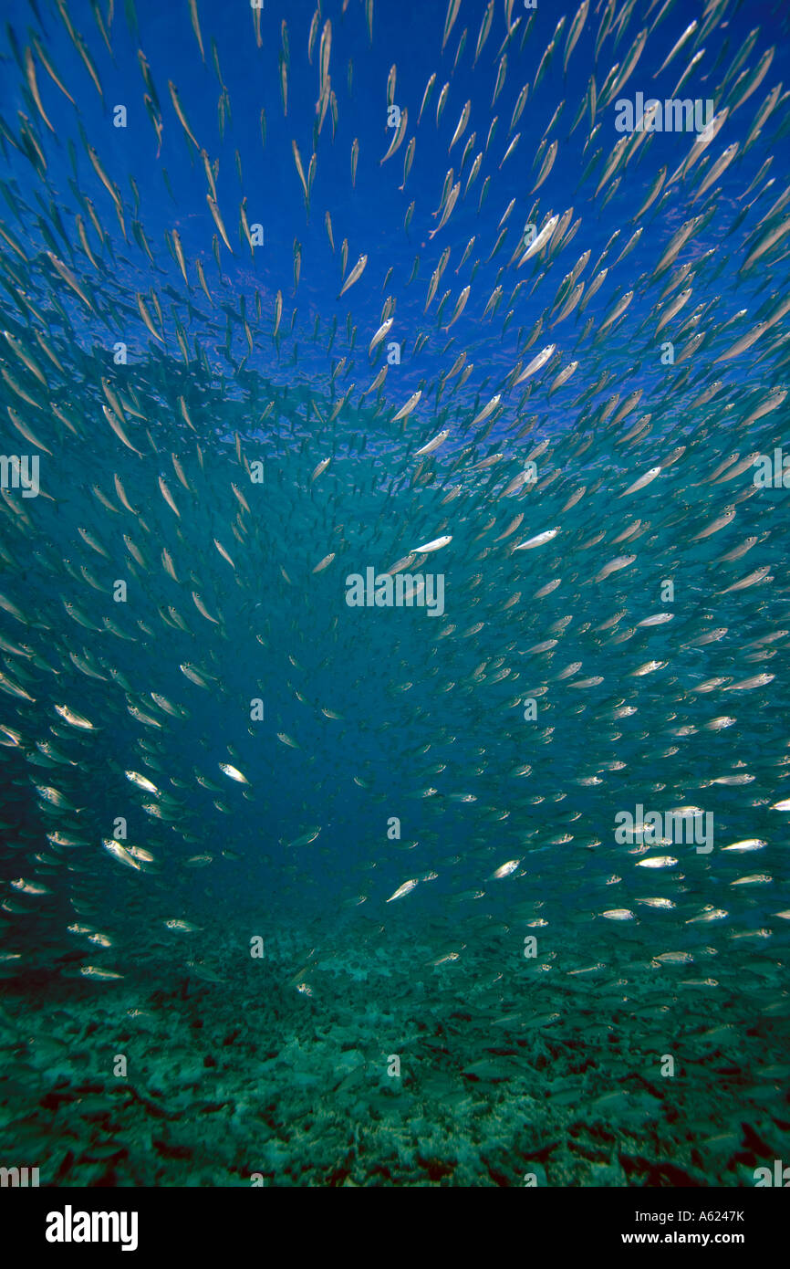 Schooling fish coral bonaire hi-res stock photography and images - Alamy