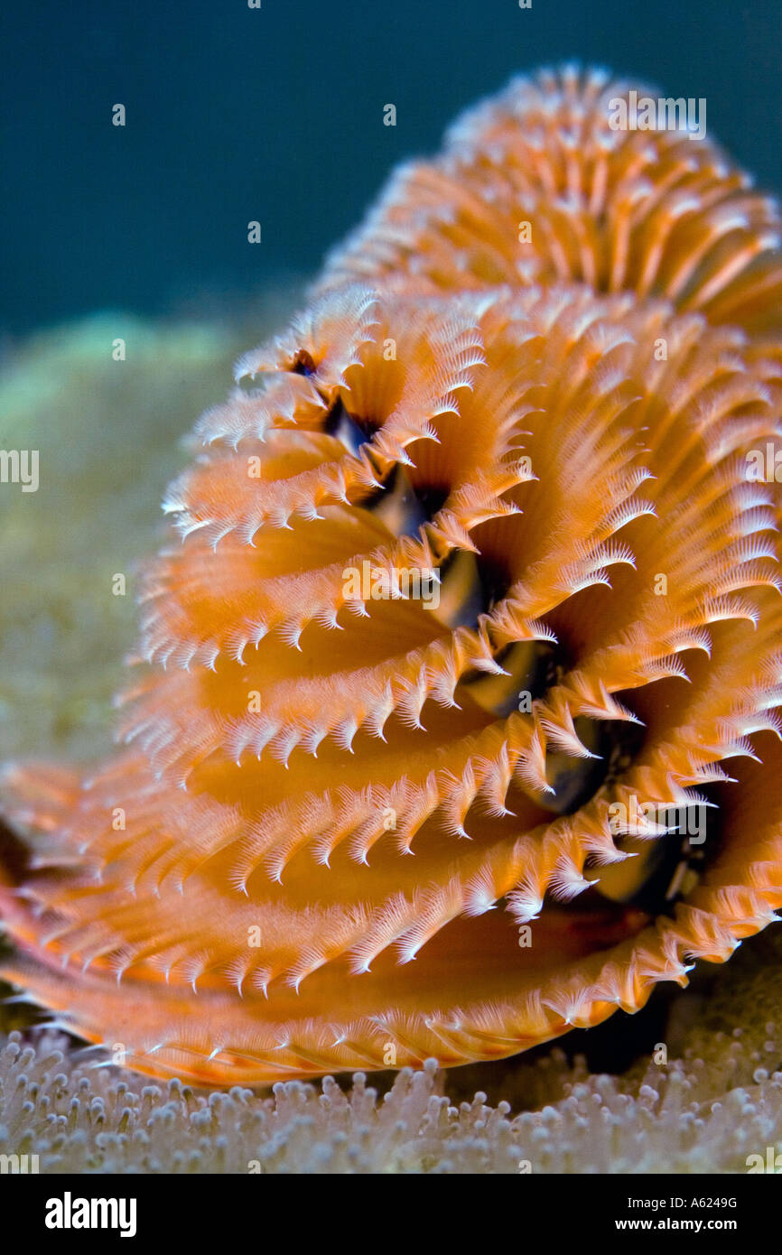 Christmas tree worm Stock Photo - Alamy