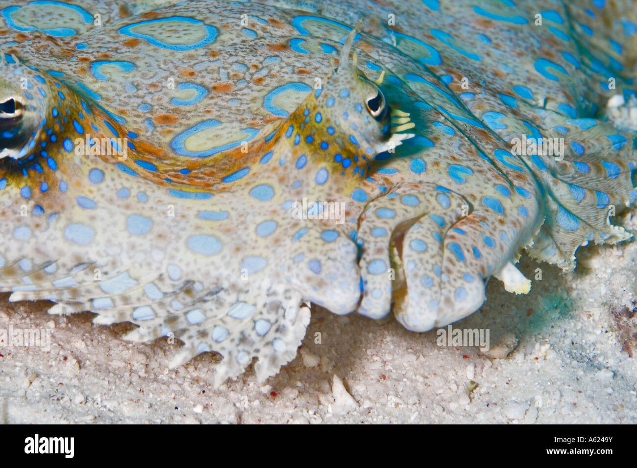 Marine flounder peacock hi-res stock photography and images - Alamy