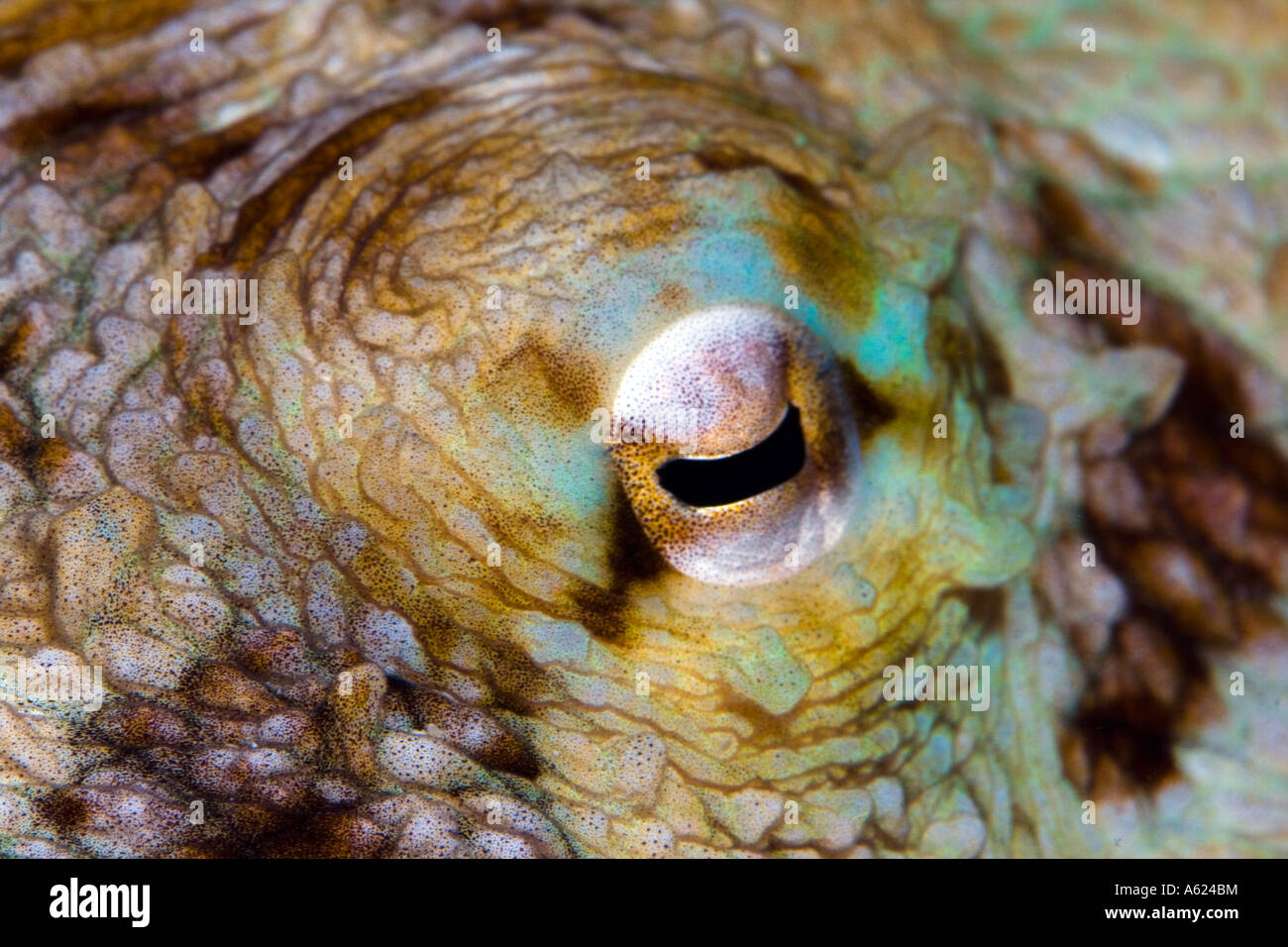 Eye of octopus Stock Photo - Alamy