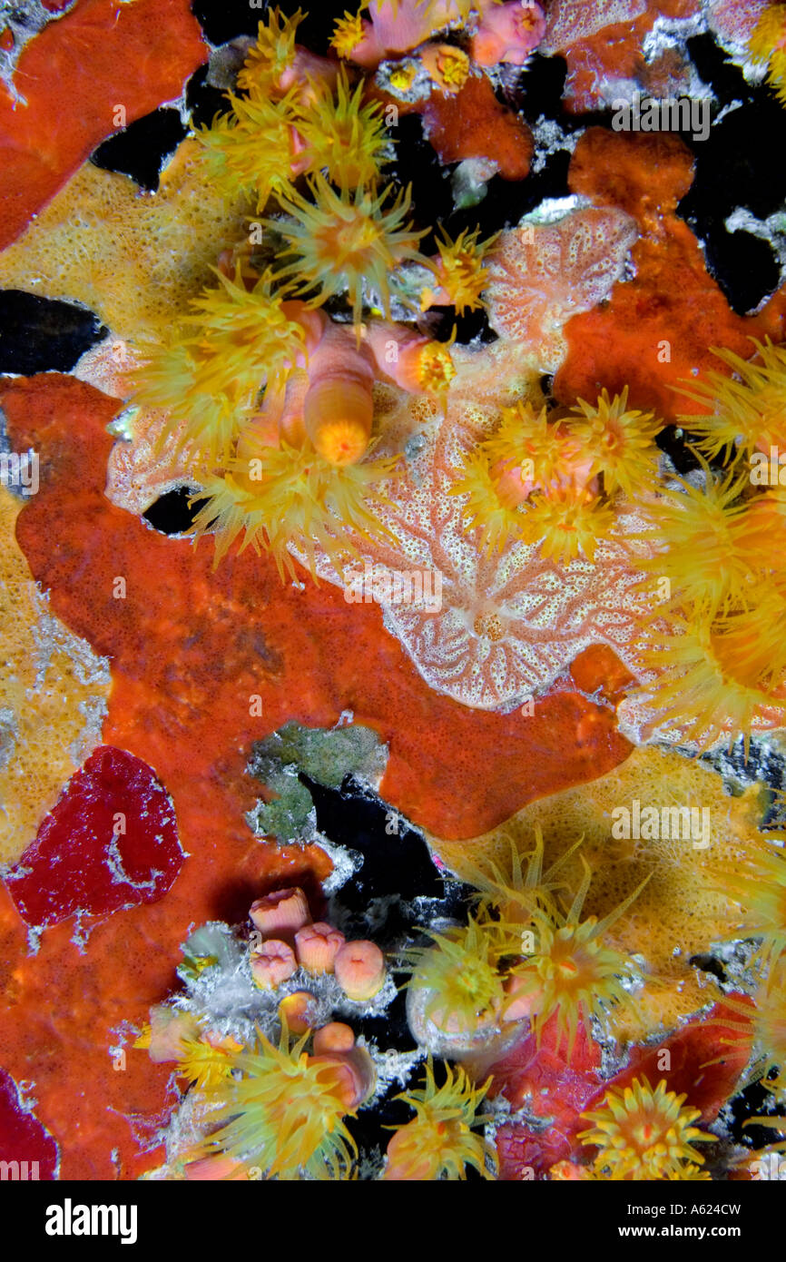 coral reef at night Stock Photo - Alamy