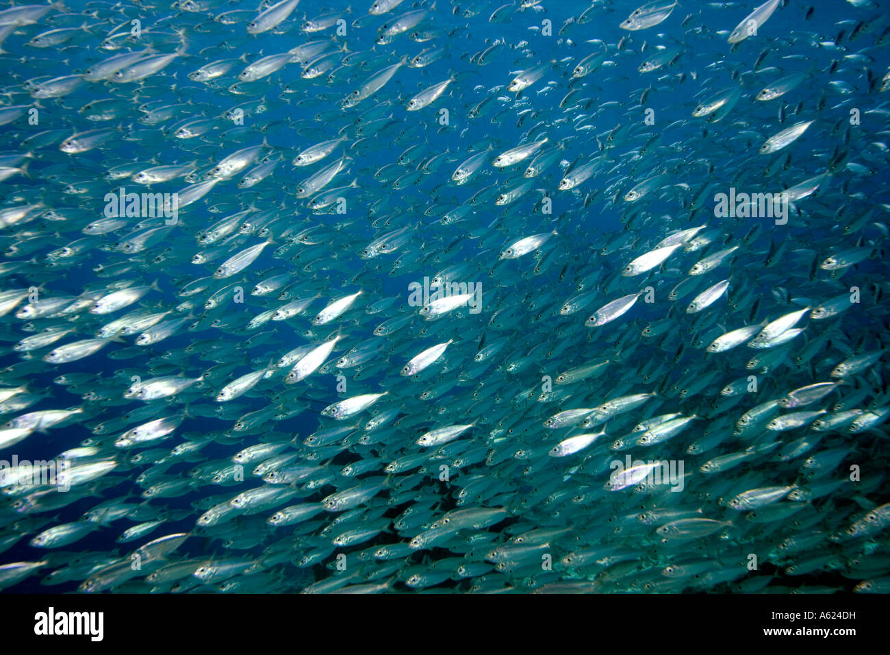 Schooling fish coral bonaire hi-res stock photography and images - Alamy