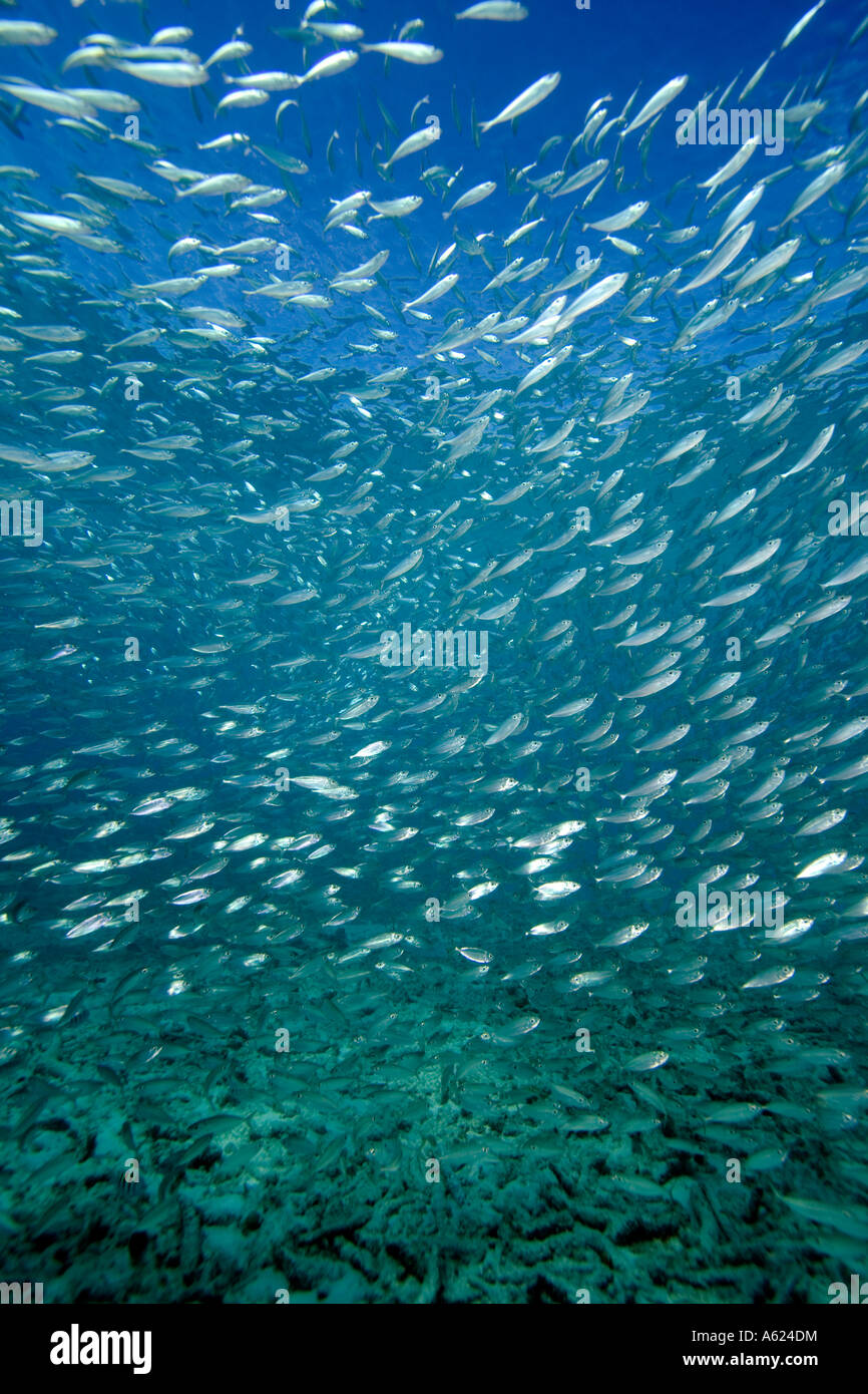 Schooling fish bonaire fish fish hi-res stock photography and images ...