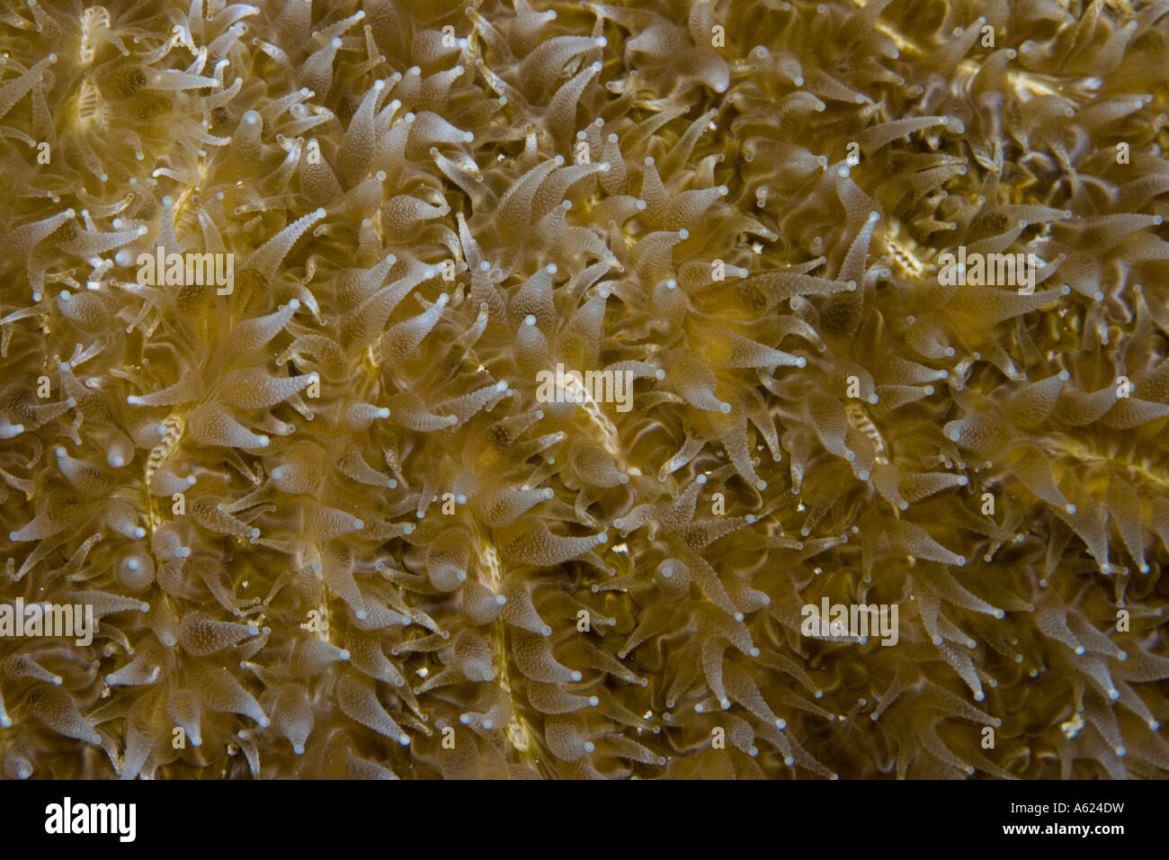 Polyps extended hi-res stock photography and images - Alamy