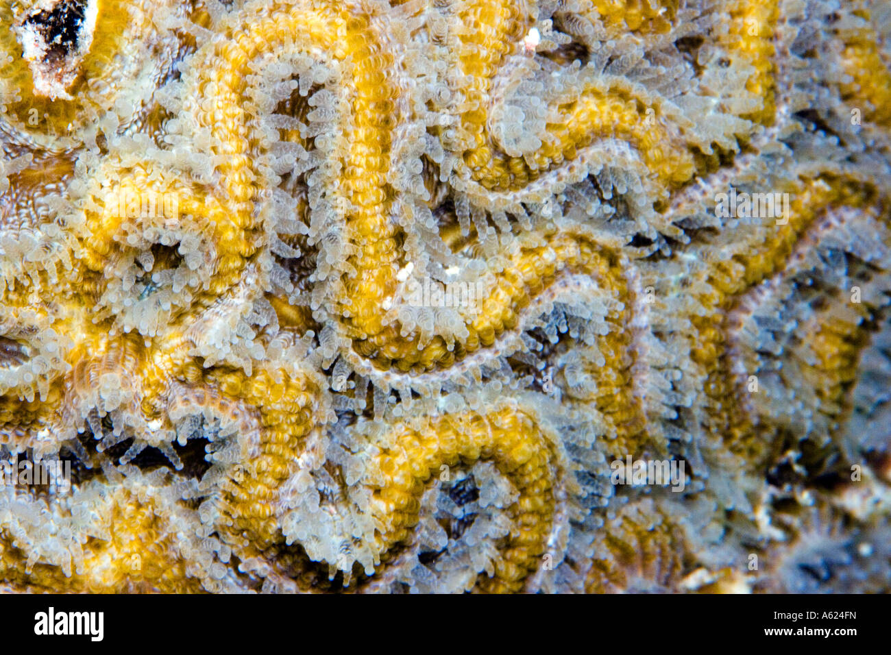 coral polyps at night Stock Photo - Alamy