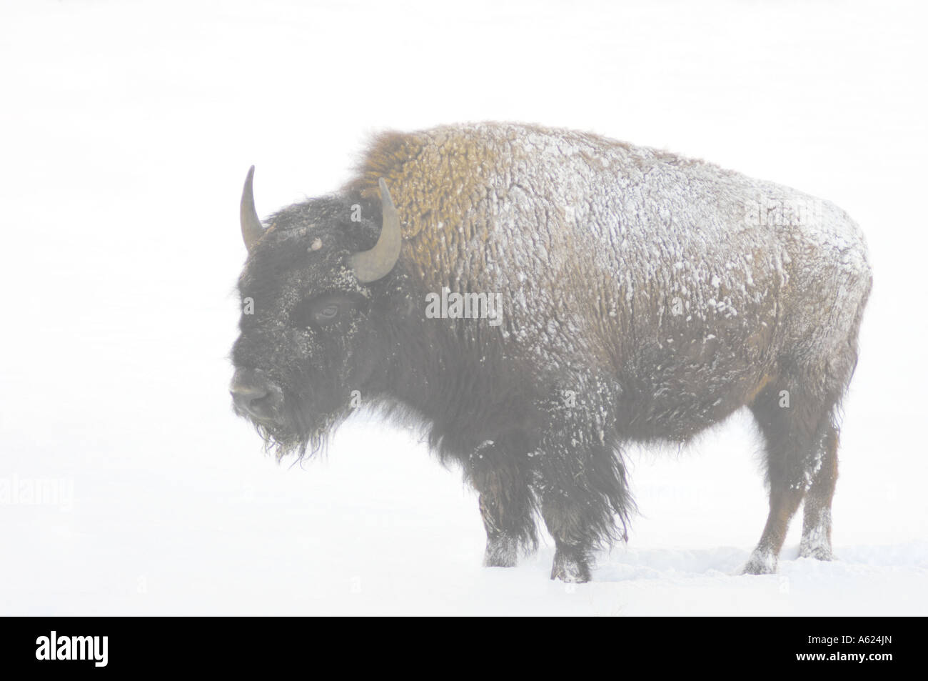Buffalo in snowy fog Stock Photo - Alamy