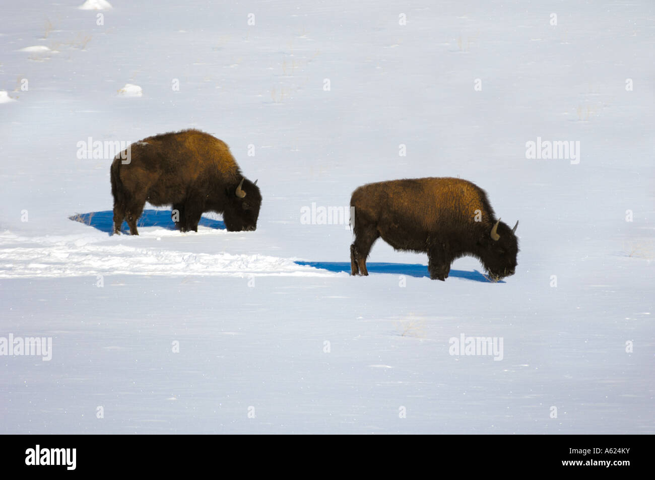 Buffalo pair hi-res stock photography and images - Alamy