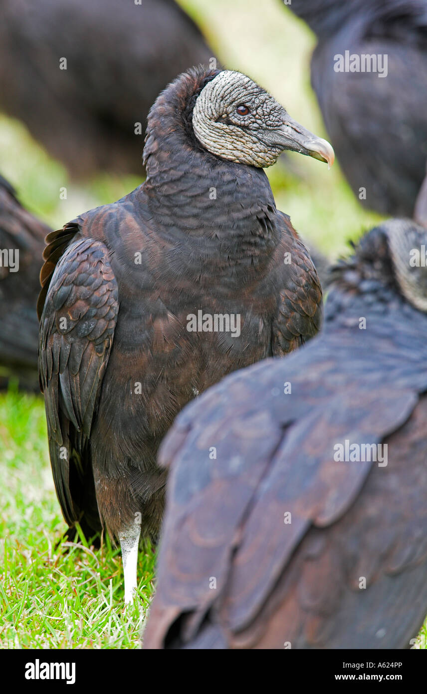 Buzzard photograph hi-res stock photography and images - Alamy