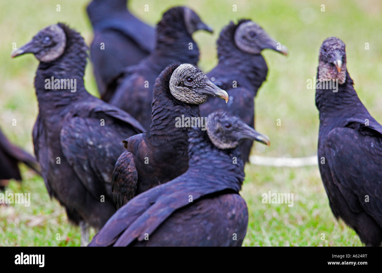 Buzzard photograph hi-res stock photography and images - Alamy