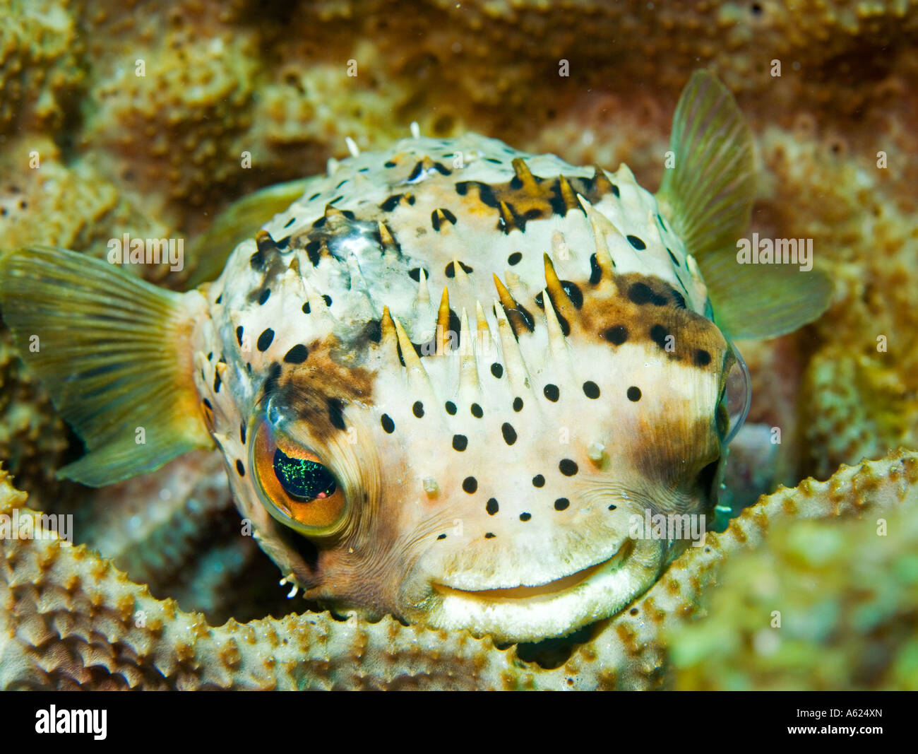 Ballonfish hi-res stock photography and images - Alamy