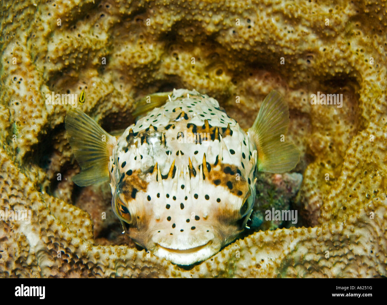 Ballonfish hi-res stock photography and images - Alamy