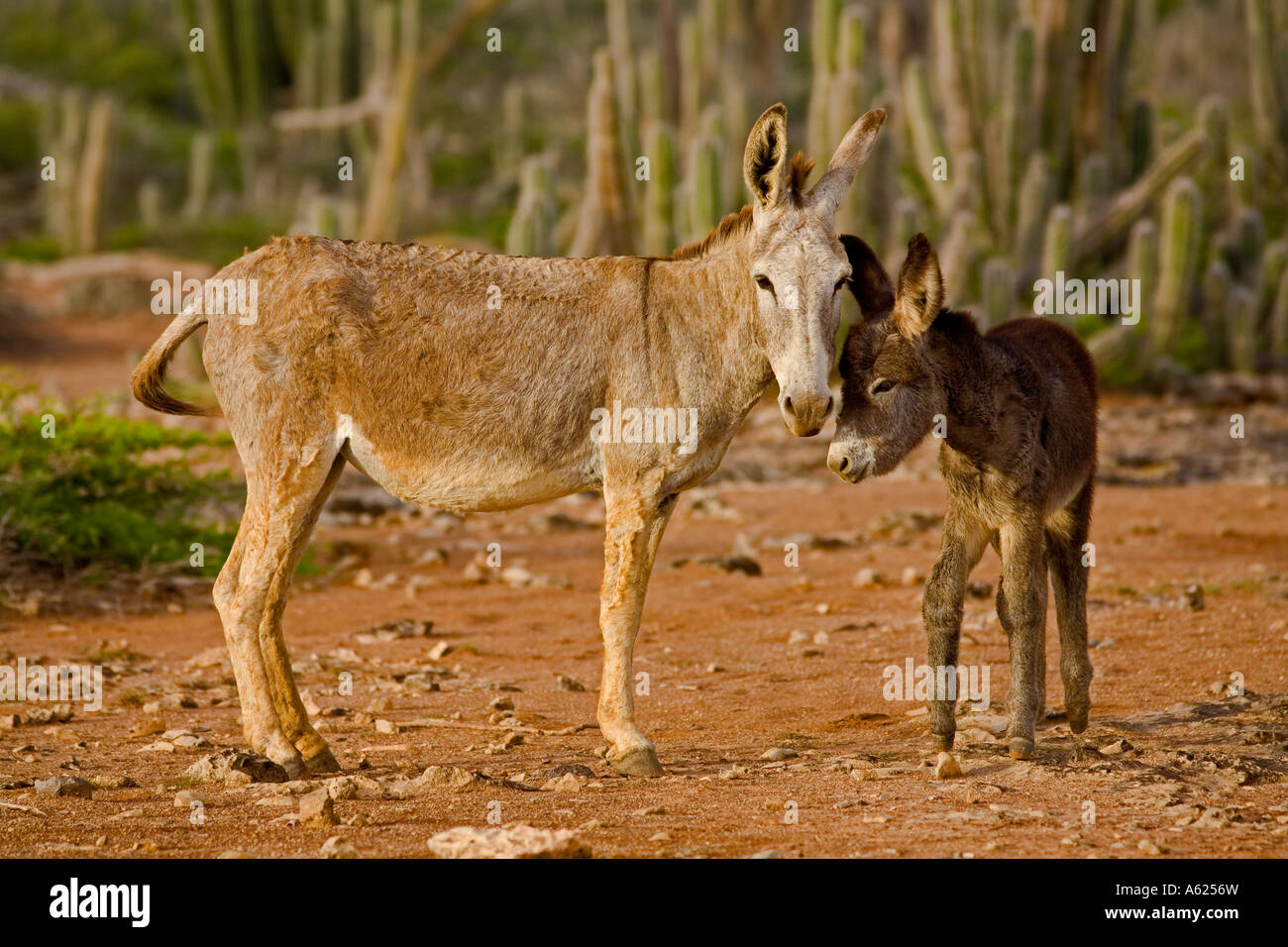 Young donkey with mother Stock Photo - Alamy