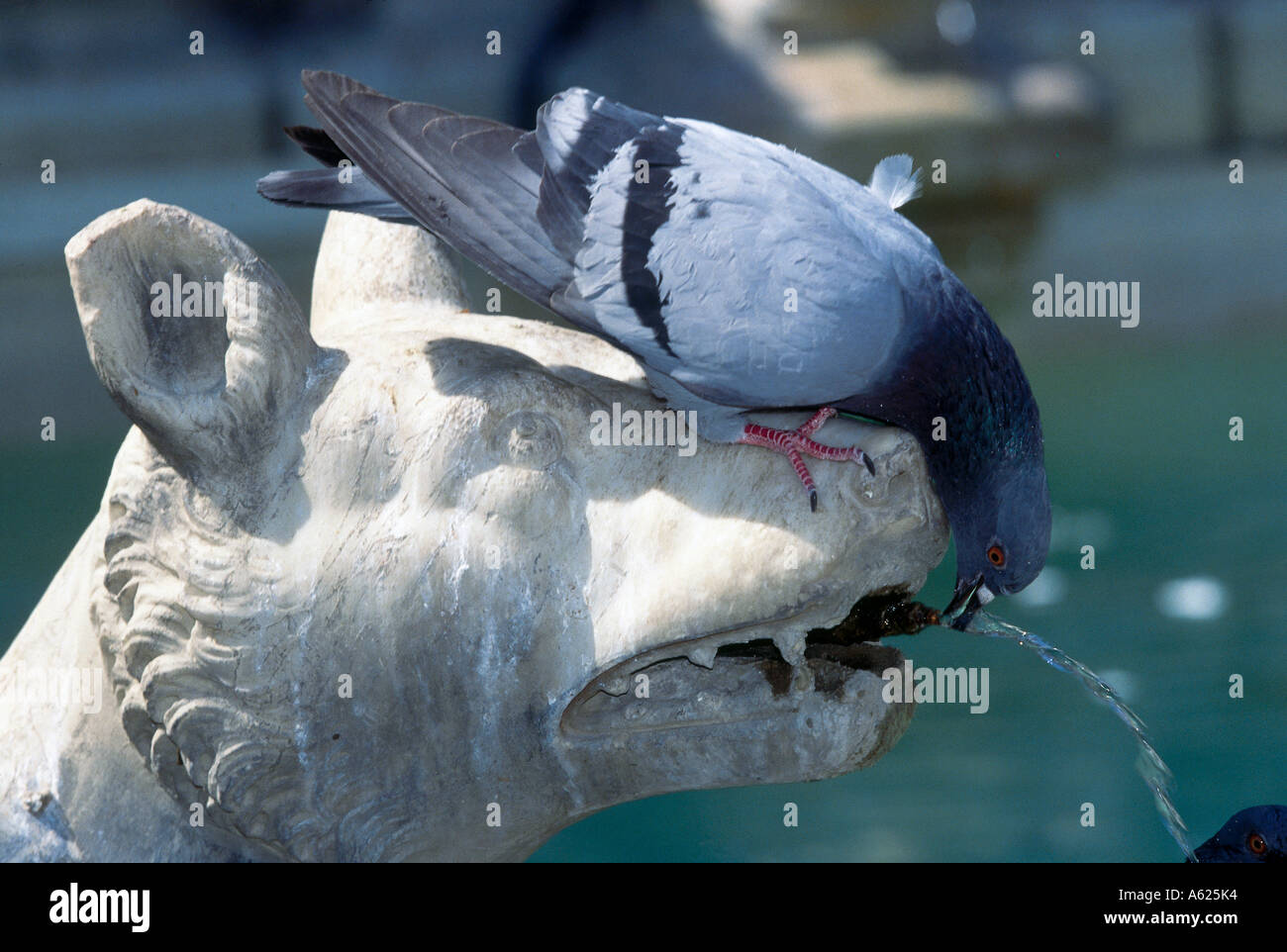 Pigeon drinking water from fountain, Sienna, Italy Stock Photo - Alamy