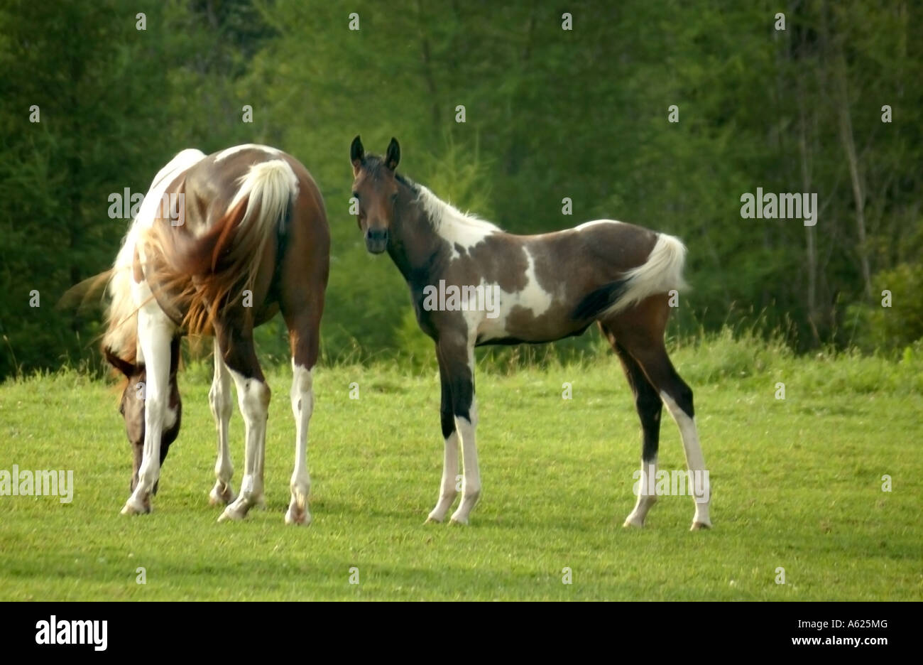 Foal behind mother hi-res stock photography and images - Alamy