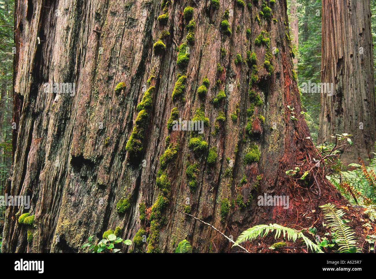 Redwoods usa oregon hi-res stock photography and images - Alamy