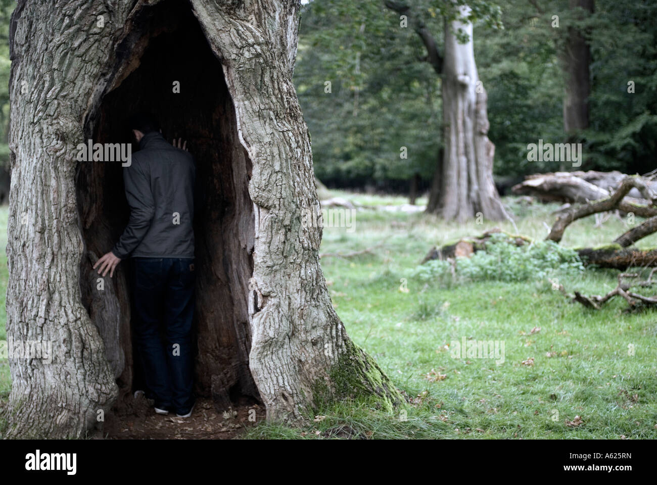 Hiding in the oak tree hi-res stock photography and images - Alamy