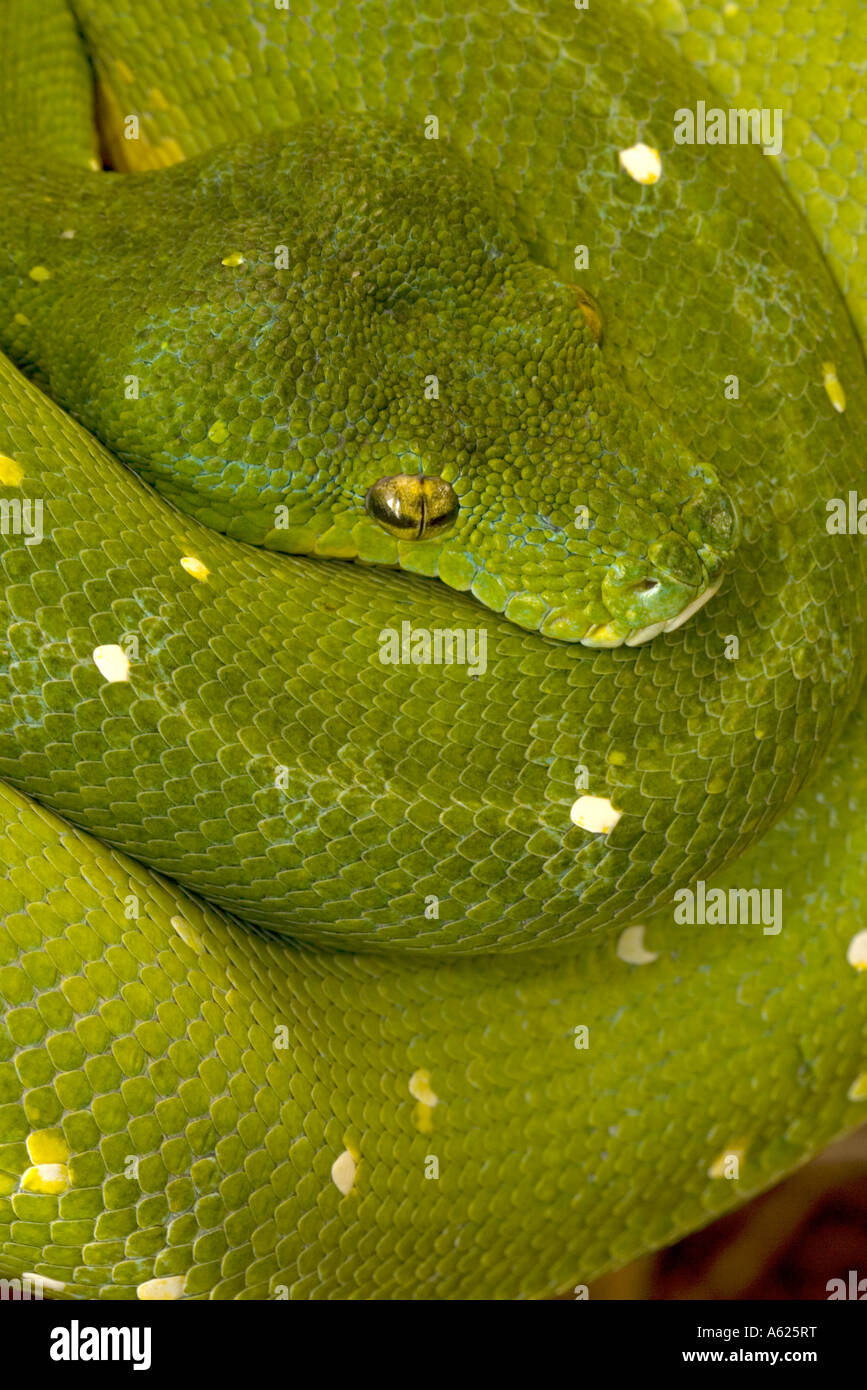 Green Tree Python Morelia viridis Captive Native to New Guinea and ...