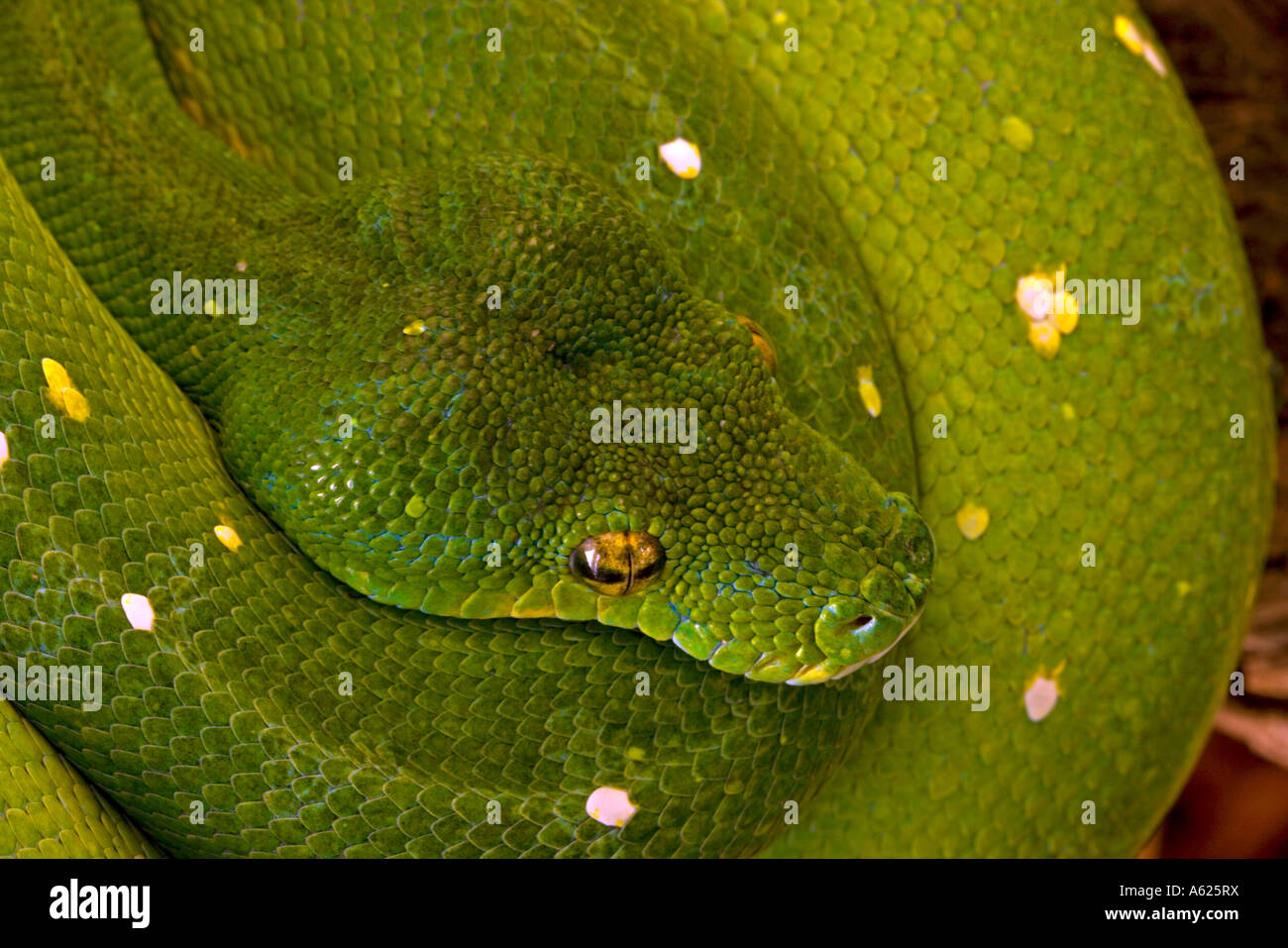 Green Tree Python Morelia viridis Captive Native to New Guinea and ...