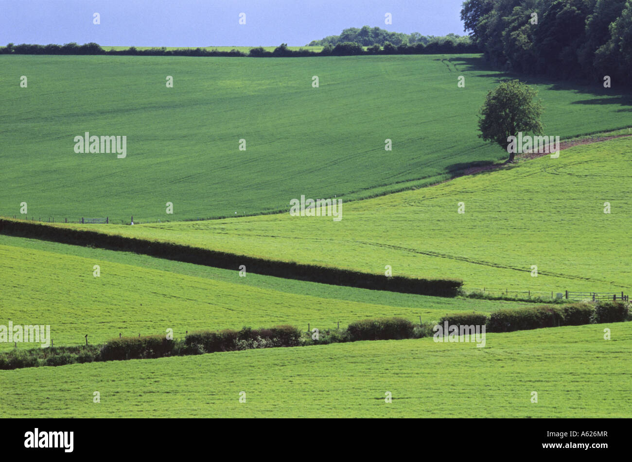 English countryside in late spring Stock Photo - Alamy