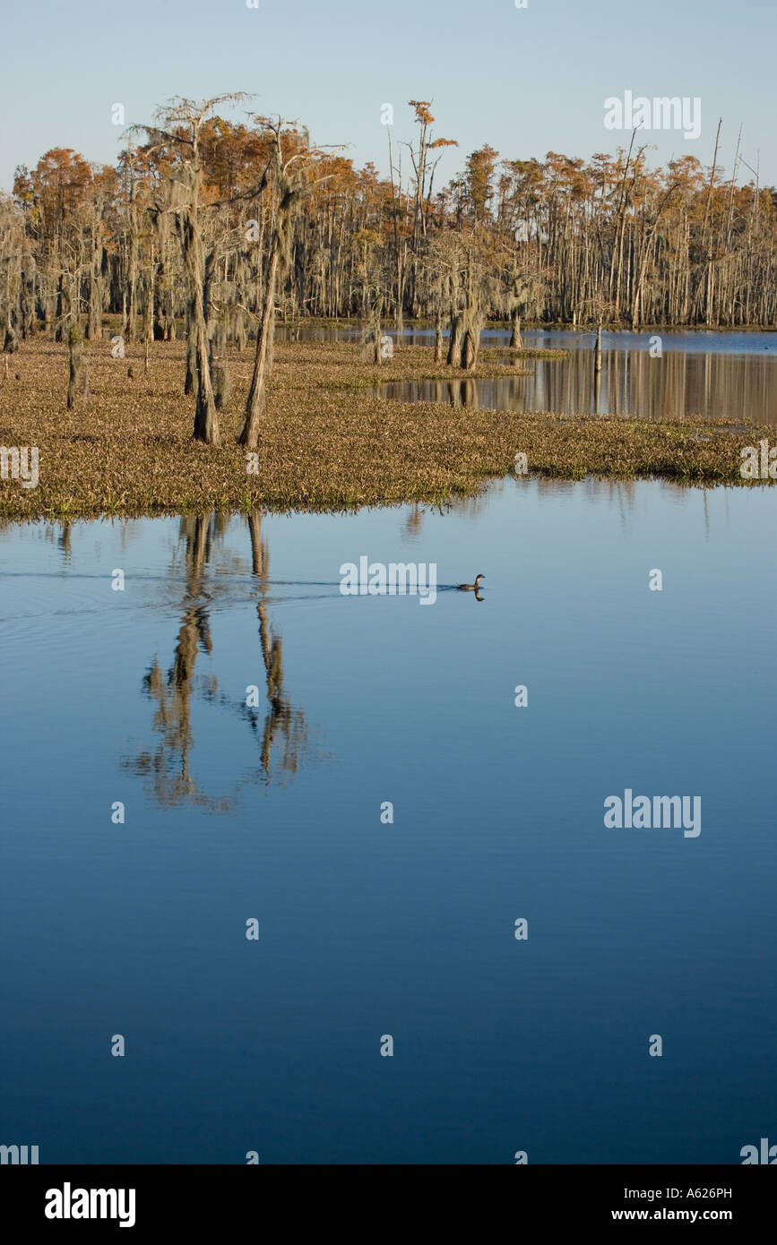 Bald Cypress Trees With Reflection in Louisiana Swamp Taxodium ...
