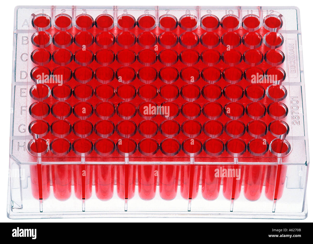 blood sample tray full of red blood slight overhead view Stock Photo ...