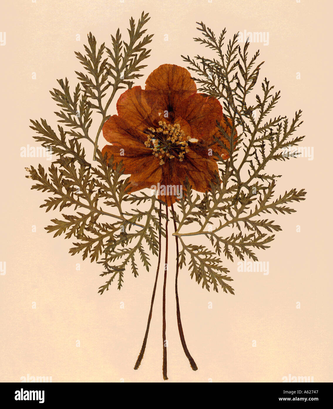 Dried flower pressing Stock Photo - Alamy