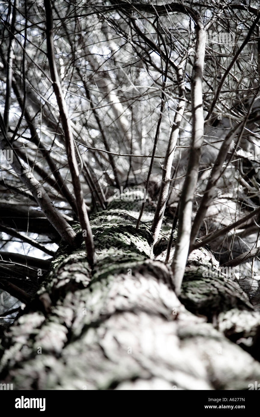 up the tree Stock Photo - Alamy