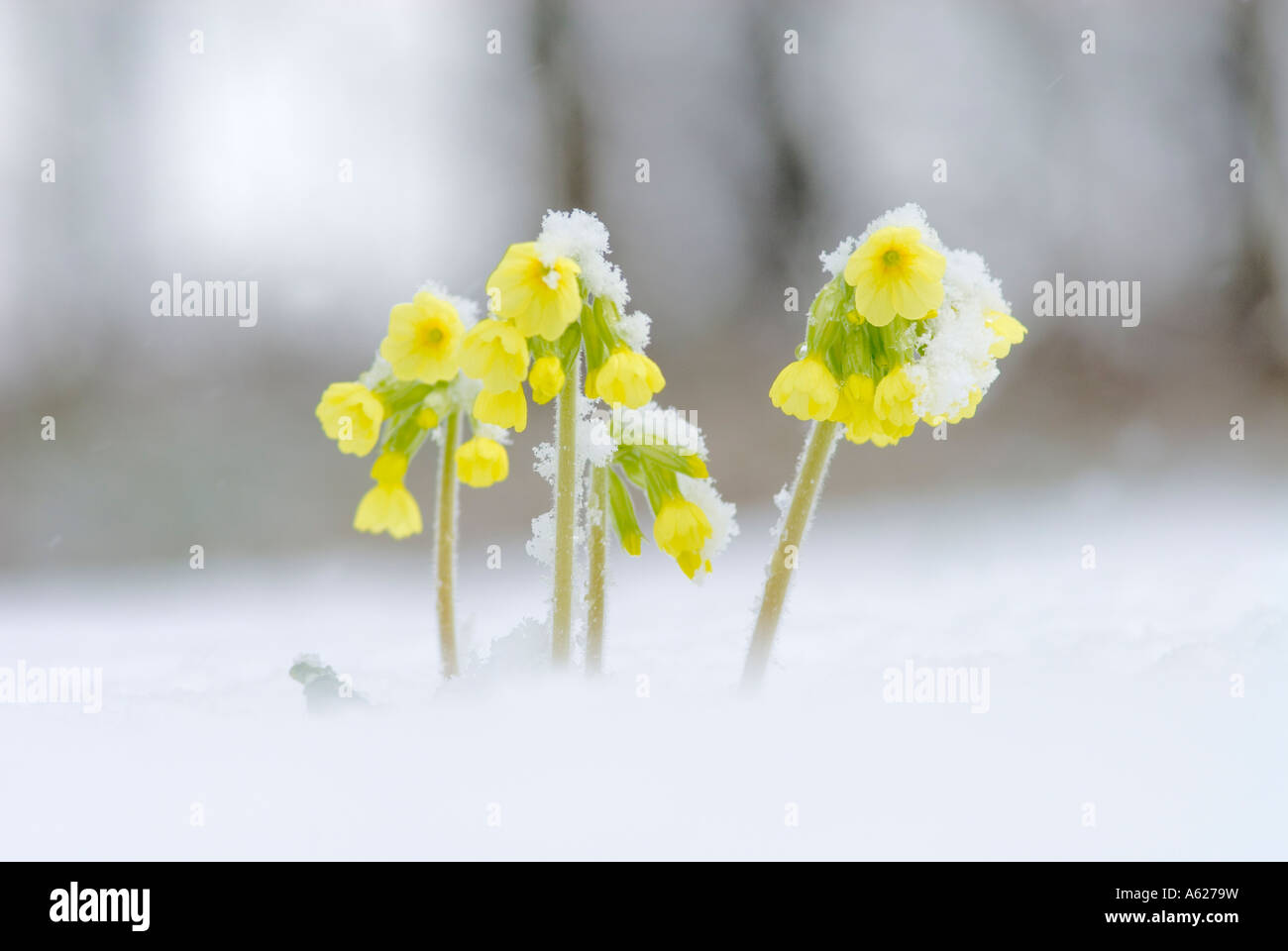 Oxlip flower hi-res stock photography and images - Alamy