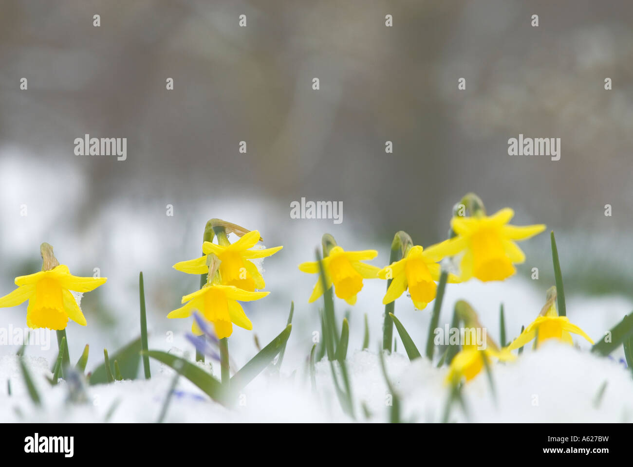 Field daffodils narcissus pseudonarcissus hi-res stock photography and ...