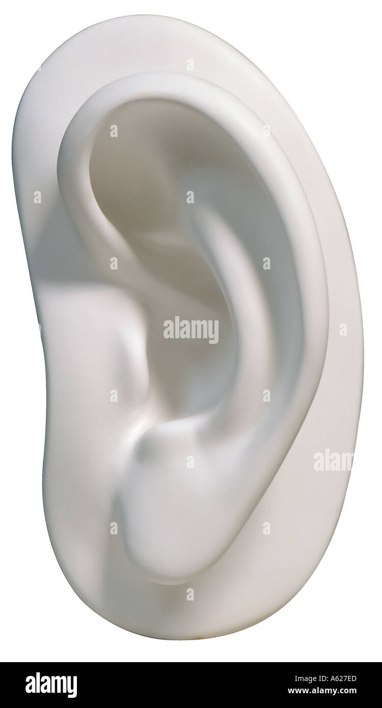 Plaster model of human ear Stock Photo - Alamy