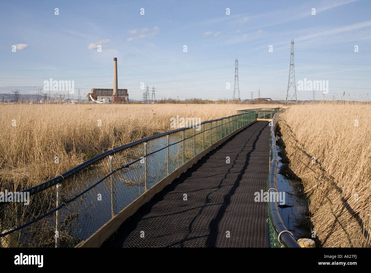 Floating walkway across reed beds Newport Wetlands national nature ...