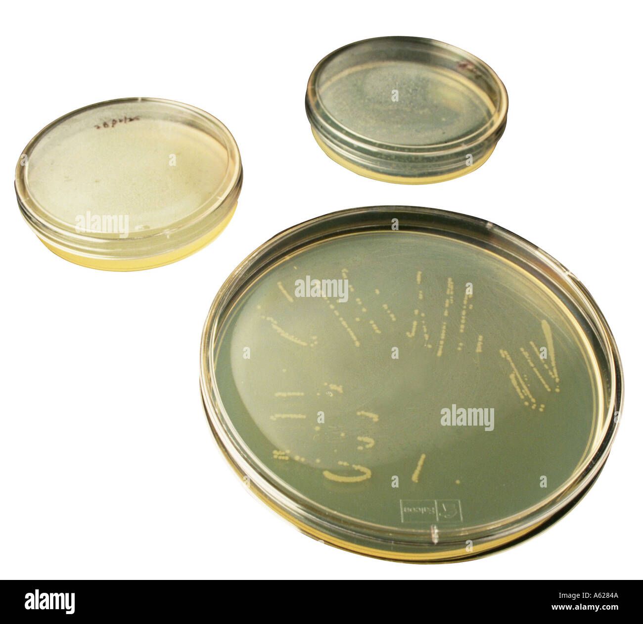 Bacteria growing in petri dishes hi-res stock photography and images ...