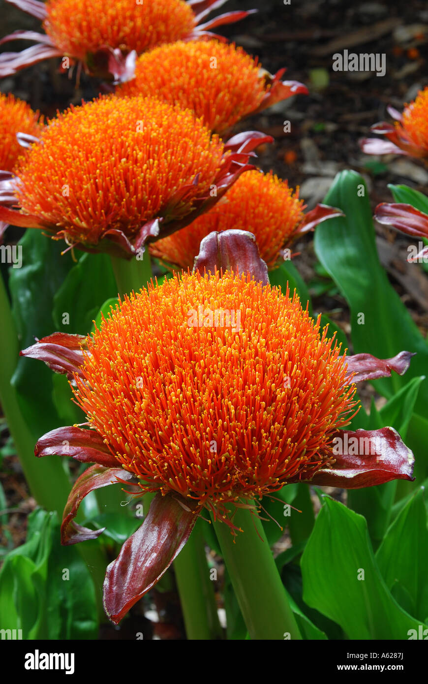 Scadoxus puniceus hi-res stock photography and images - Alamy