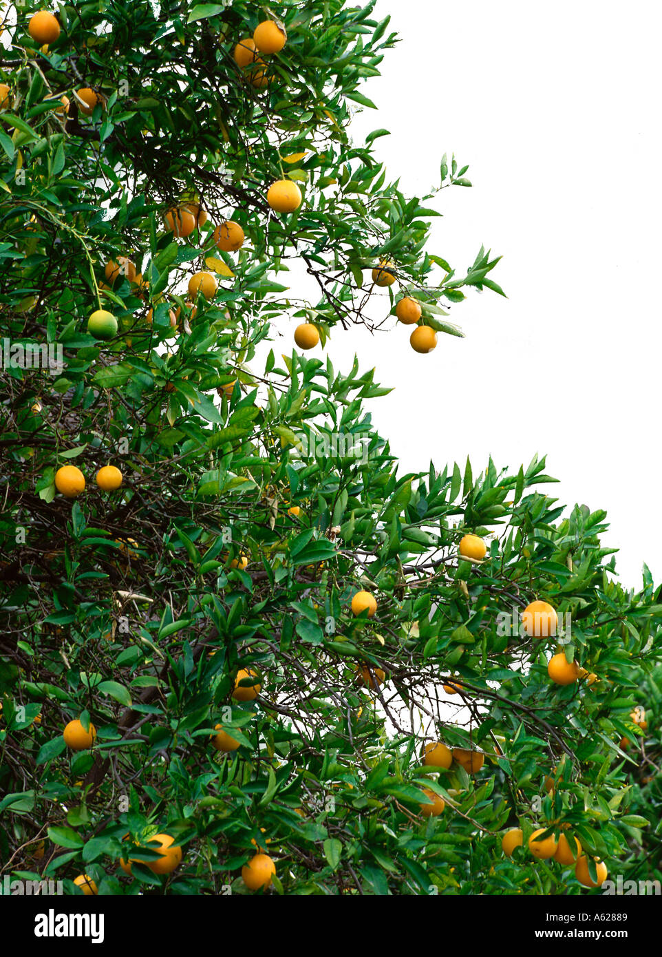 Citrus tree with fruit Stock Photo - Alamy