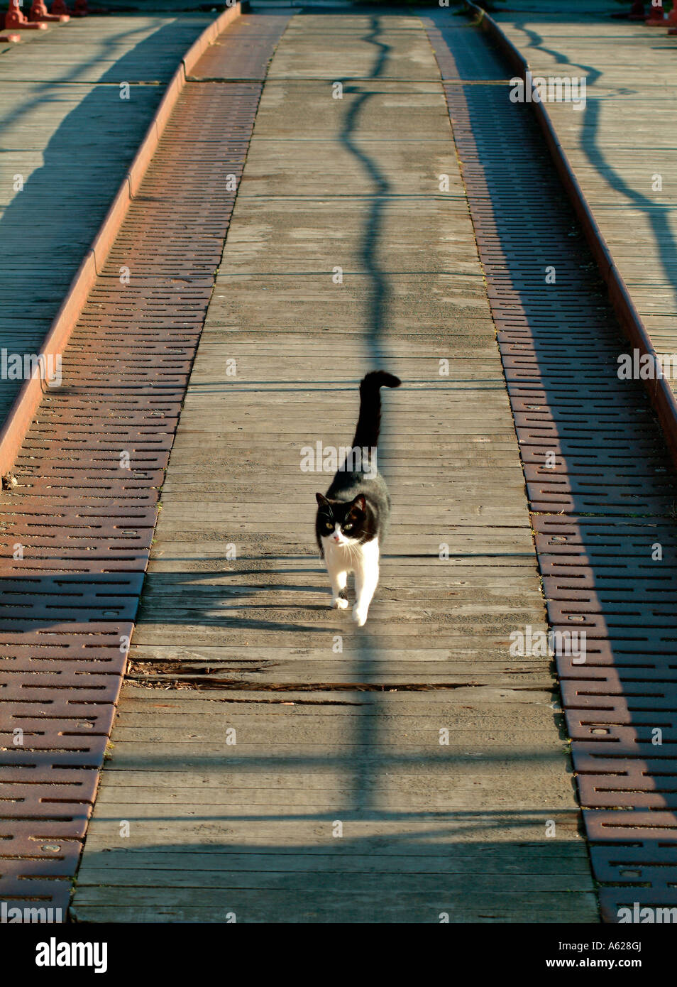 Cat walking between Tram lines Stock Photo - Alamy