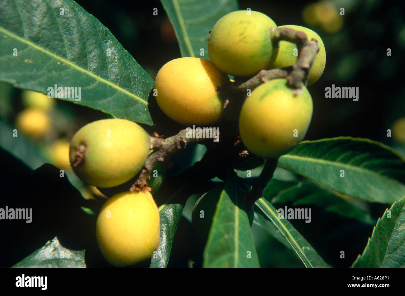 Medlar fruit (Mespilus germanica) growing on branch, Greece Stock Photo ...