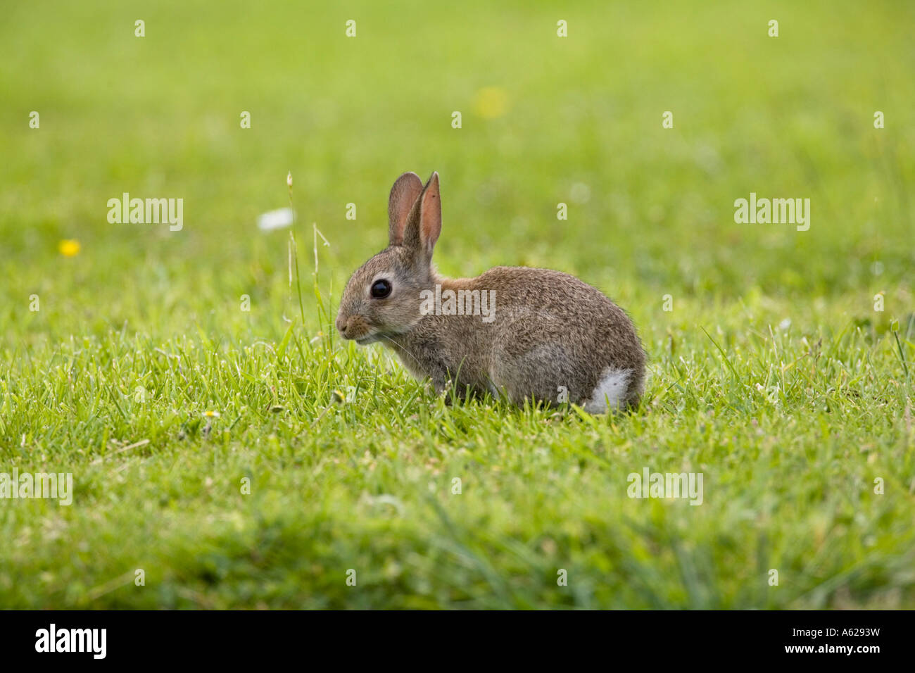 Rabbit uk lawn hi-res stock photography and images - Alamy